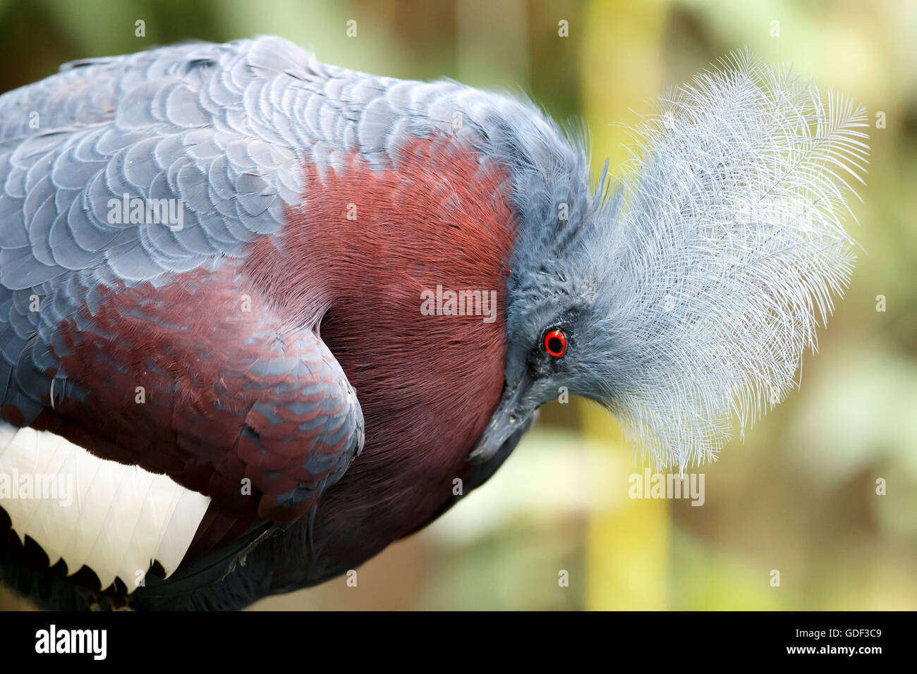 southern crowned pigeon (Goura scheepmakeri), captive Stock Photo - Alamy