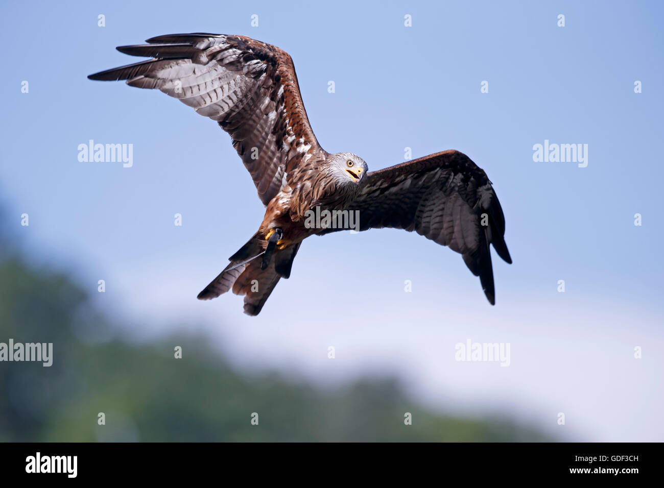 Red Kite, (Milvus milvus), captive Stock Photo - Alamy