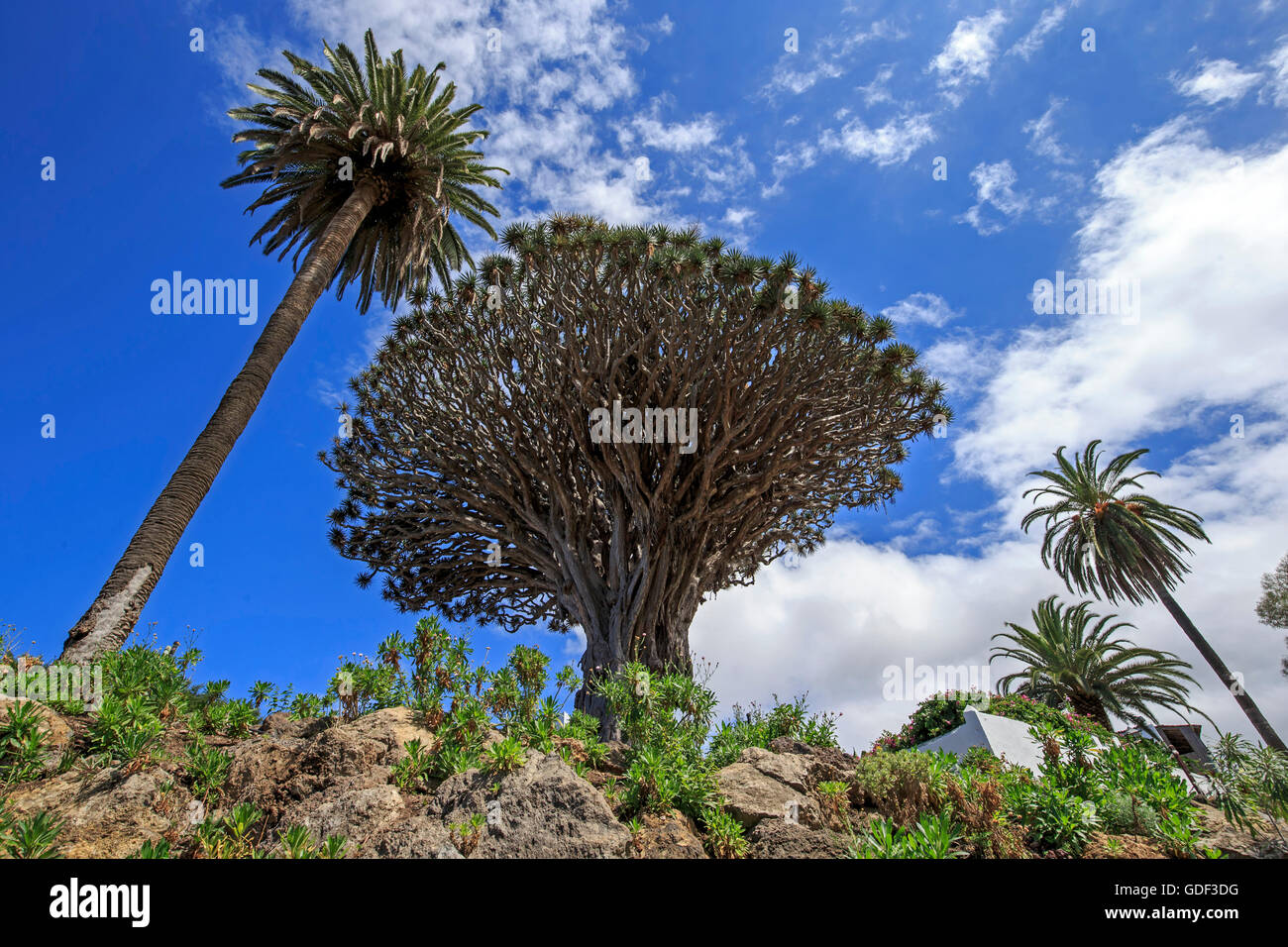 Dracaena draco canary hi-res stock photography and images - Alamy