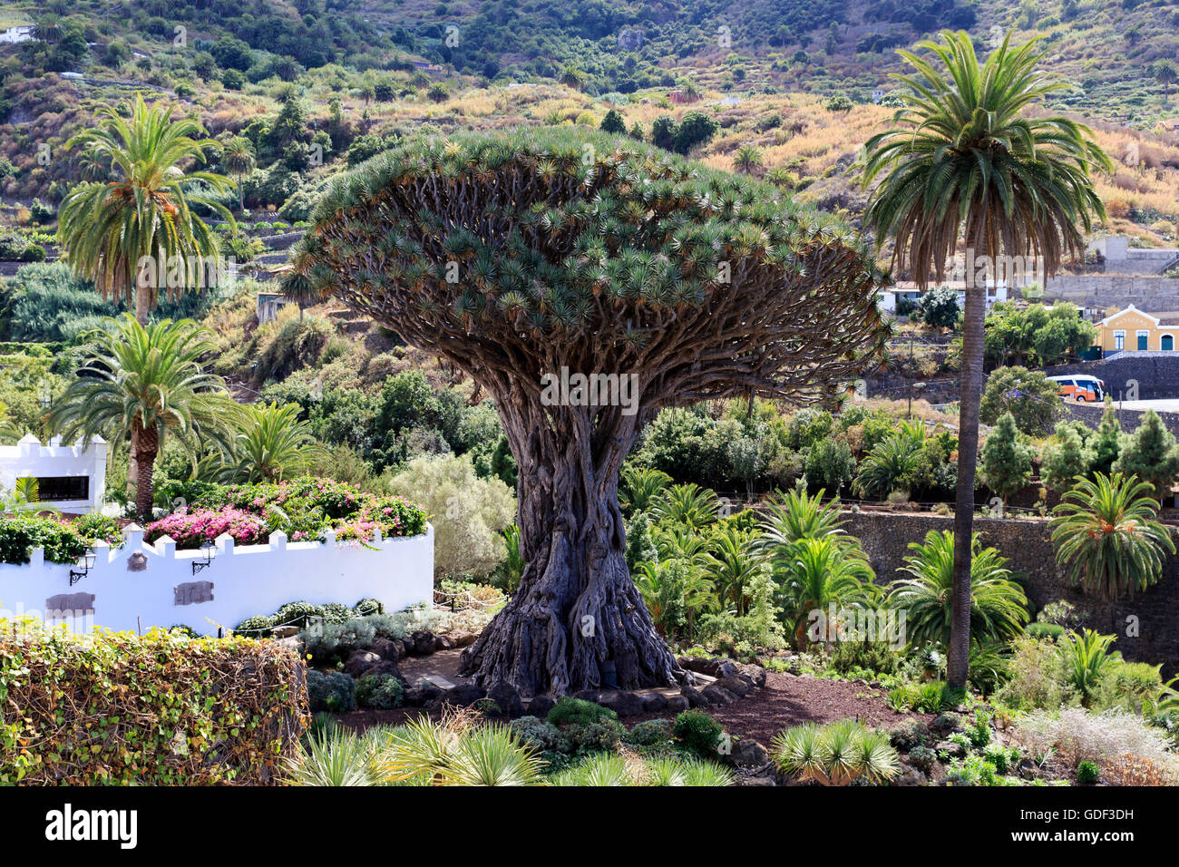 Draco dracaena hi-res stock photography and images - Alamy