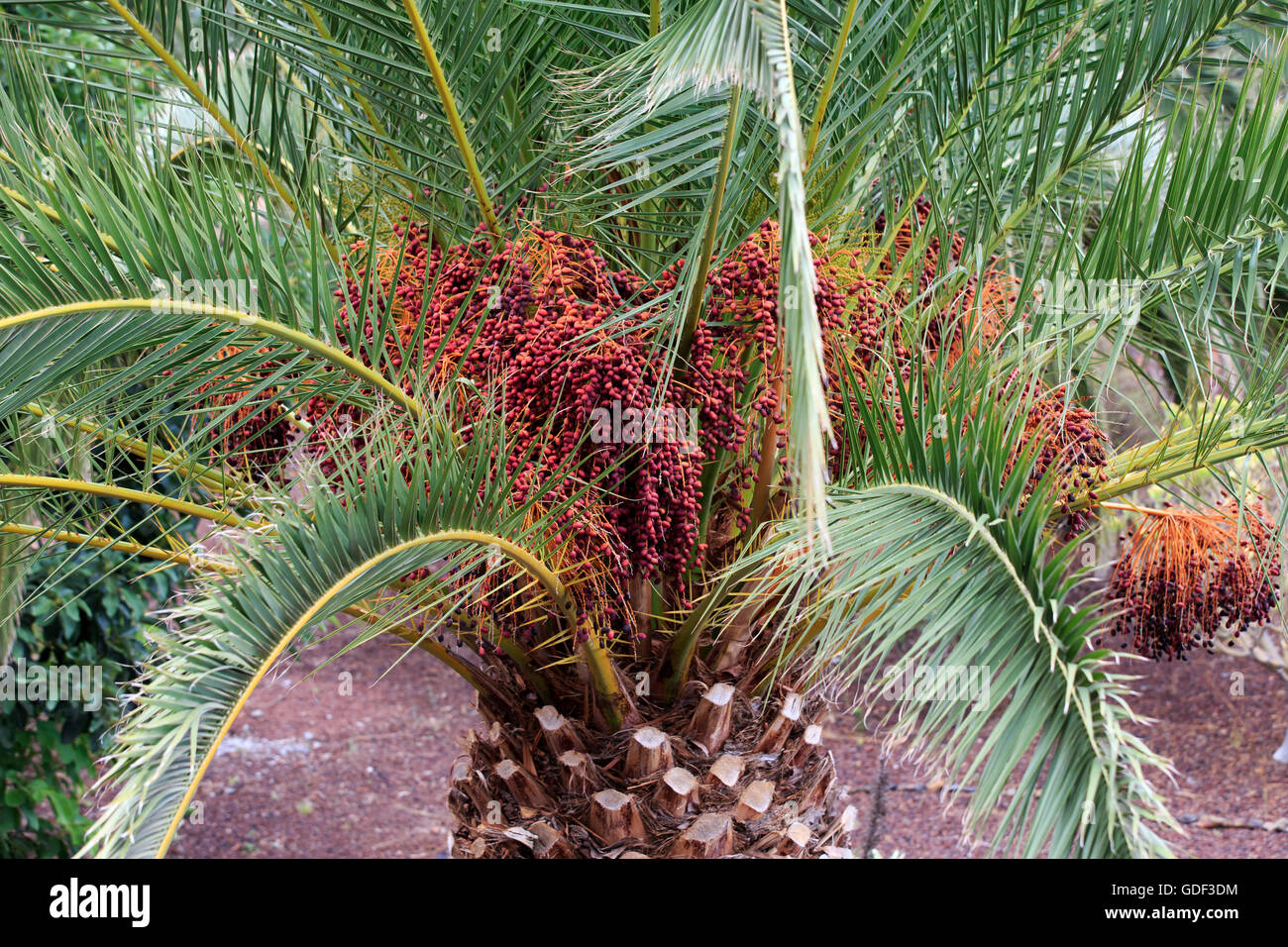 Canary date palm fruit hi-res stock photography and images - Alamy