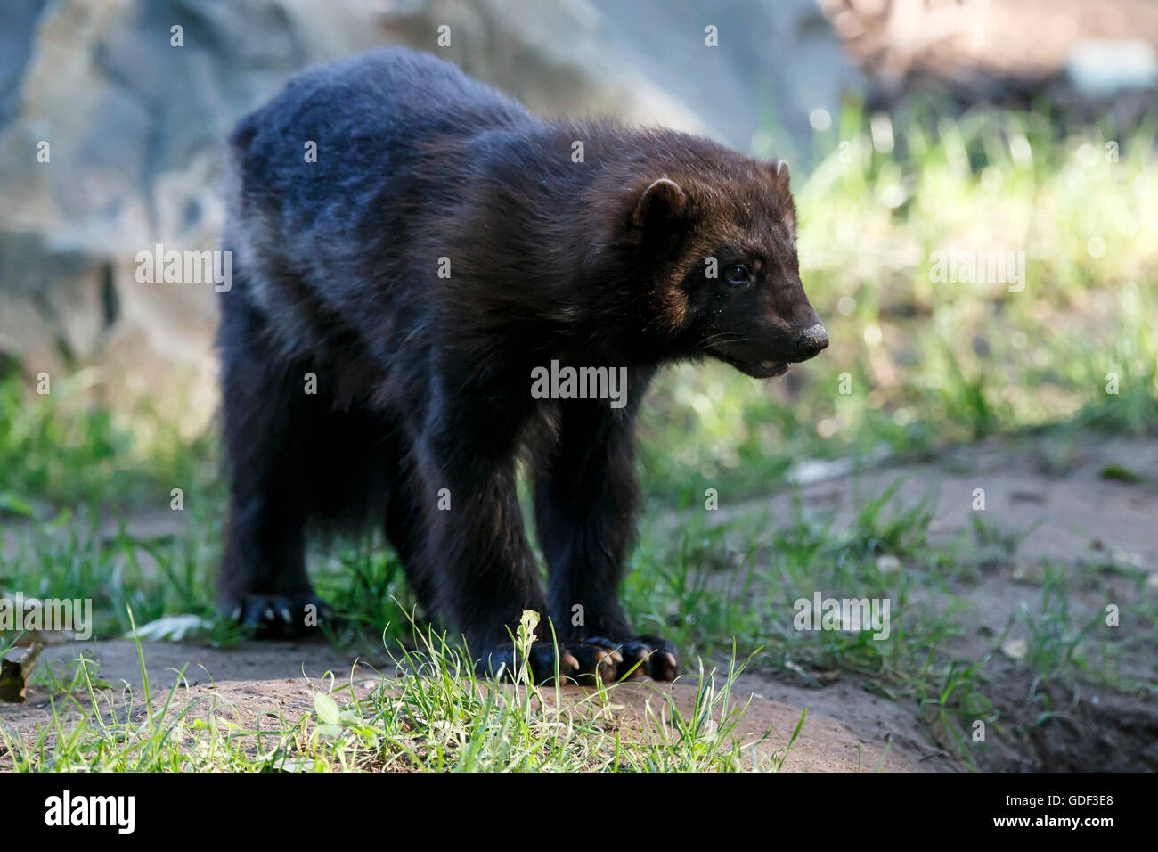 Wolverine, (Gulo gulo), captive Stock Photo - Alamy