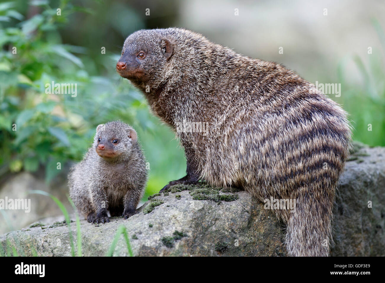 zebra mongoose, young animal, (Mungos mungo), captive Stock Photo - Alamy