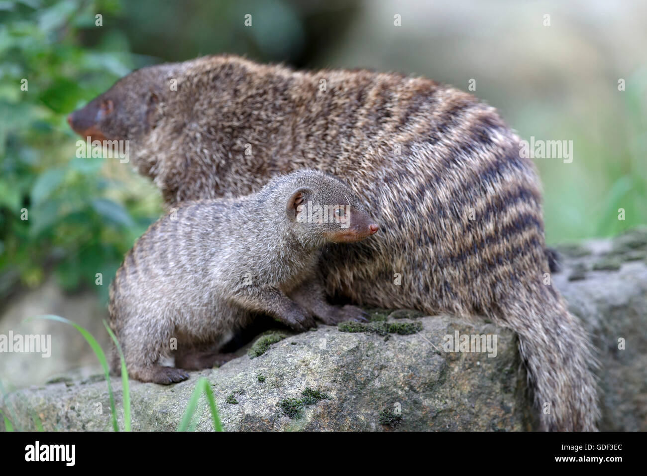 zebra mongoose, young animal, (Mungos mungo), captive Stock Photo - Alamy