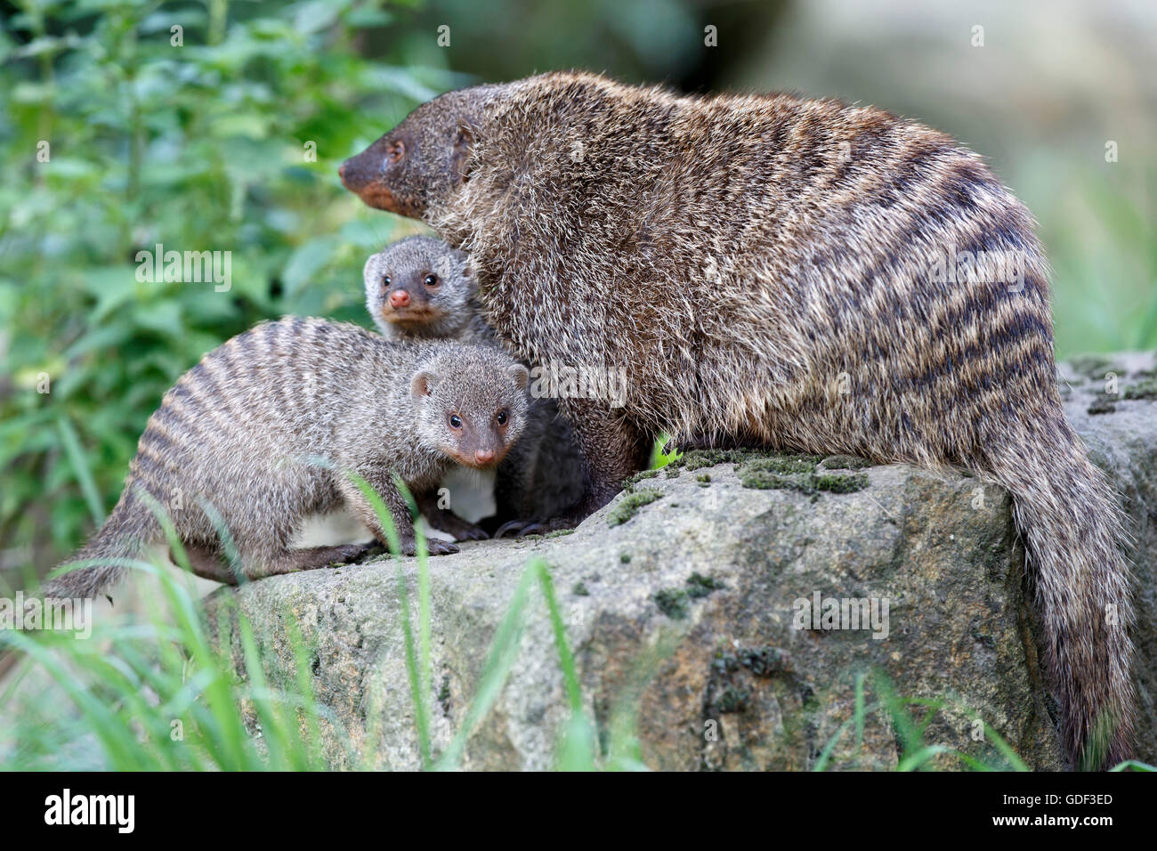 zebra mongoose, young animal, (Mungos mungo), captive Stock Photo - Alamy