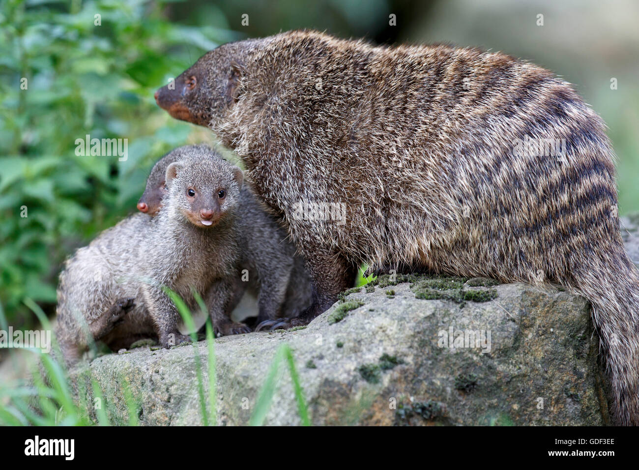 zebra mongoose, young animal, (Mungos mungo), captive Stock Photo - Alamy
