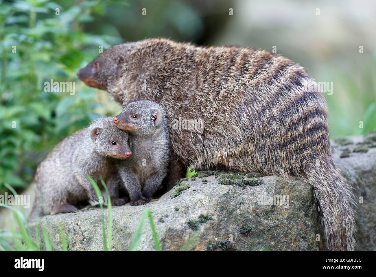 zebra mongoose, young animal, (Mungos mungo), captive Stock Photo - Alamy