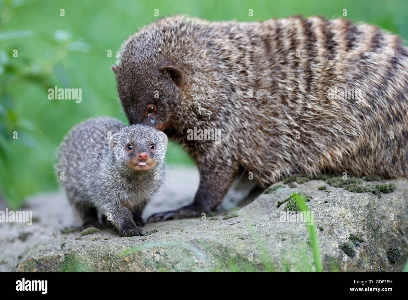 zebra mongoose, young animal, (Mungos mungo), captive Stock Photo - Alamy