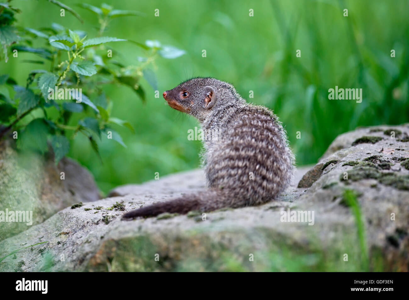 zebra mongoose, young animal, (Mungos mungo), captive Stock Photo - Alamy