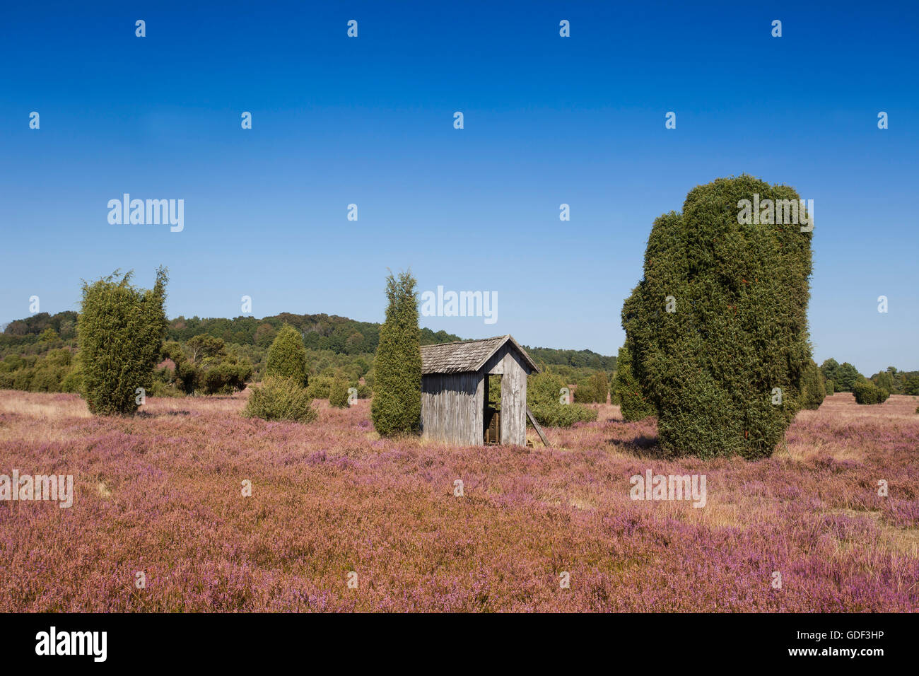Bee Fence with bee hives, Lueneburg Heath Nature Reserve, in Undeloh ...