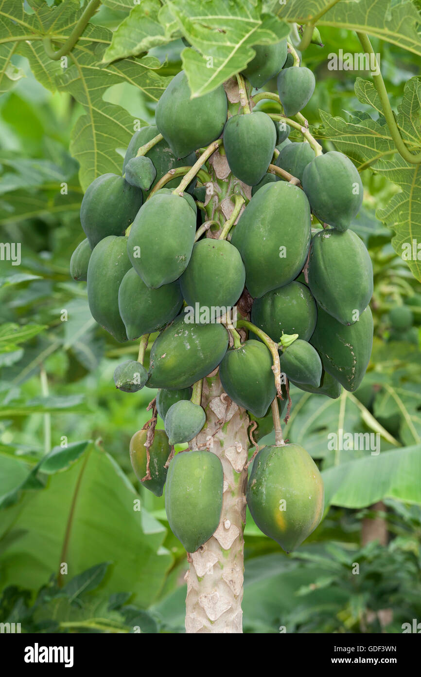 Papaya tree image hi-res stock photography and images - Alamy