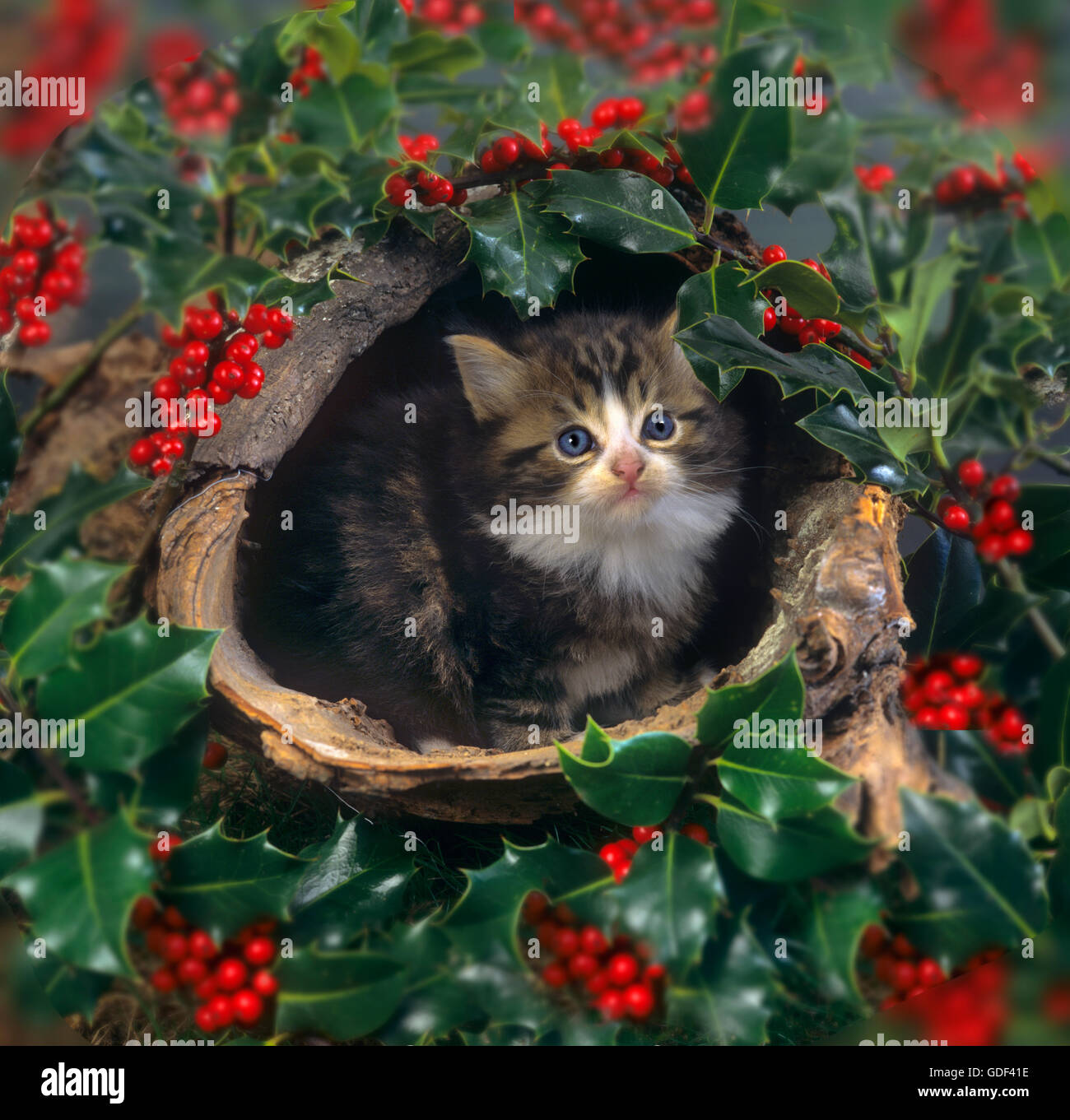 Tabby Kitten in holly tree with red berries Stock Photo - Alamy