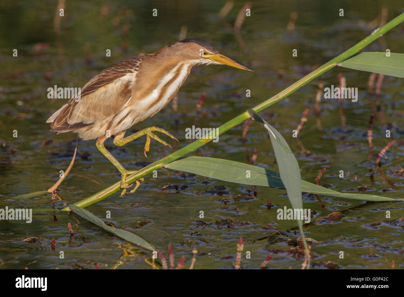 Little bittern, female, Kerkini lake, Greece / (Ixobrychus minutus ...