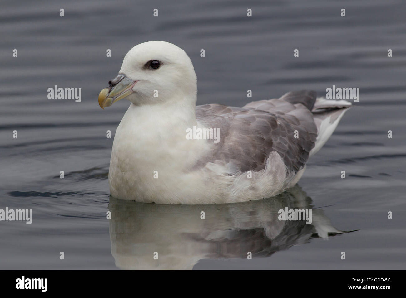 Fulmar fulmarus glacialis iceland hi-res stock photography and images ...