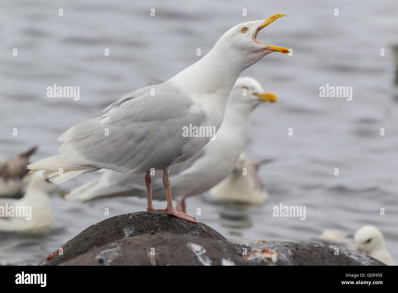 Hyperboreus hi-res stock photography and images - Alamy