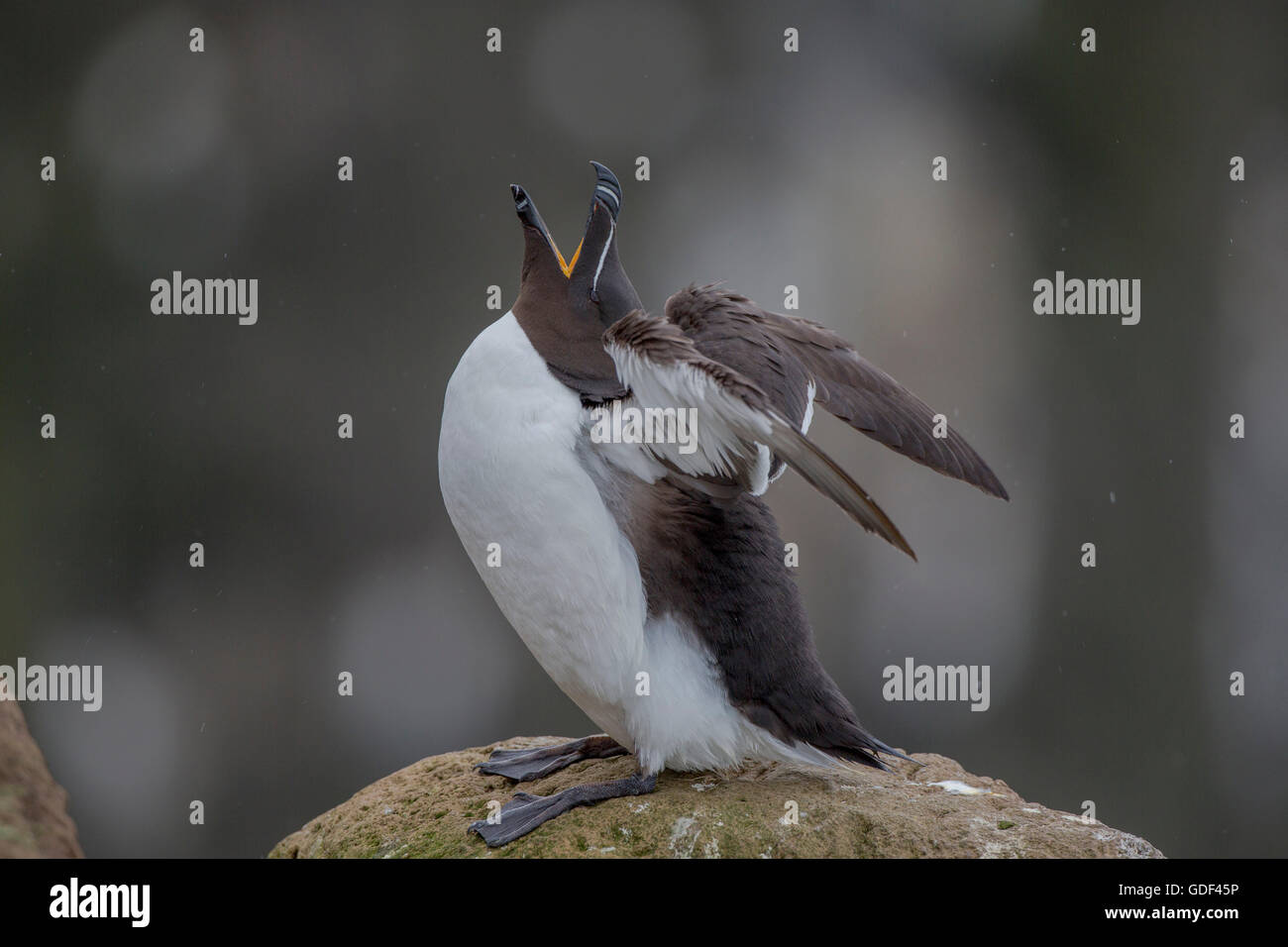 Razorbill, Iceland / (Alca torda Stock Photo - Alamy