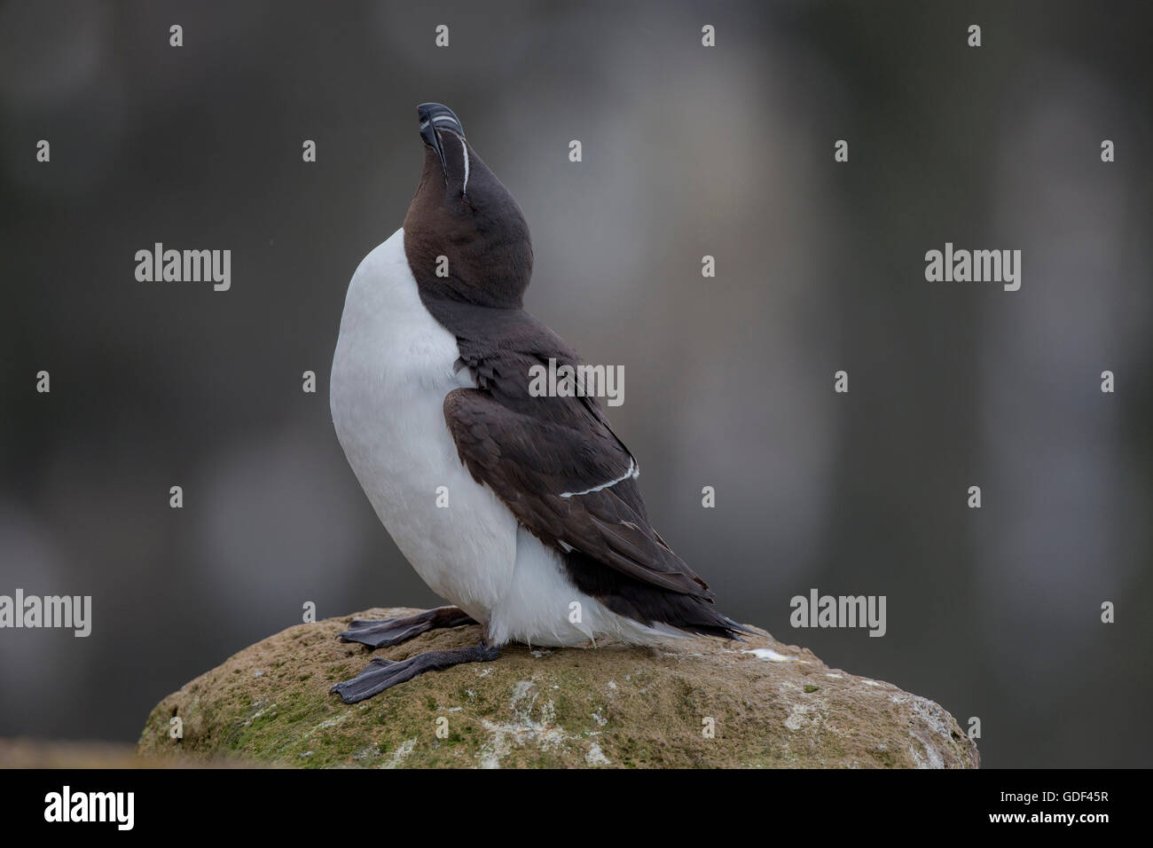 Razorbill, Iceland / (Alca torda Stock Photo - Alamy