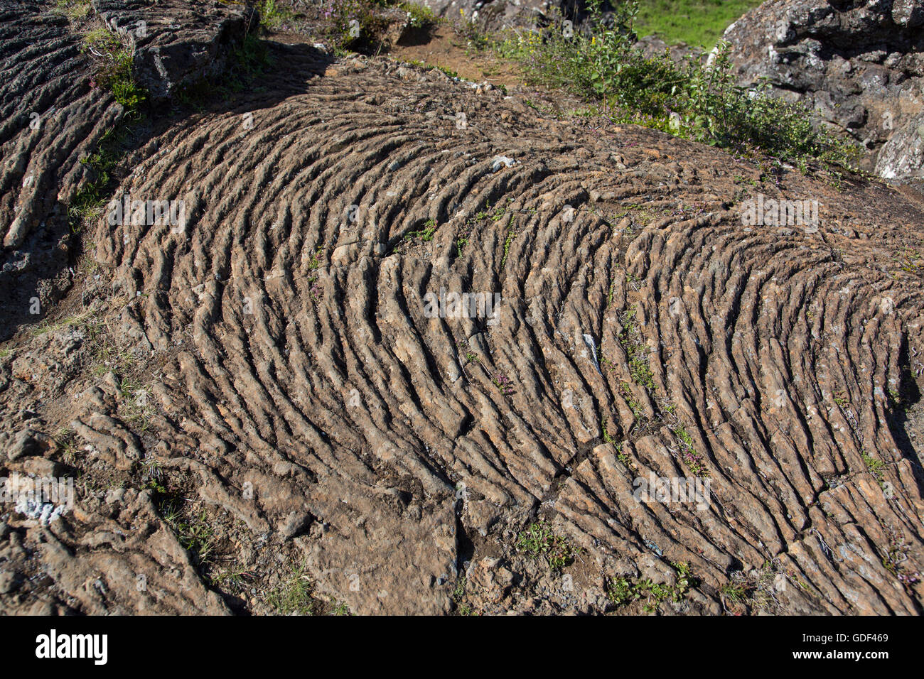 Ropy lava, Thingvellir, Iceland Stock Photo - Alamy