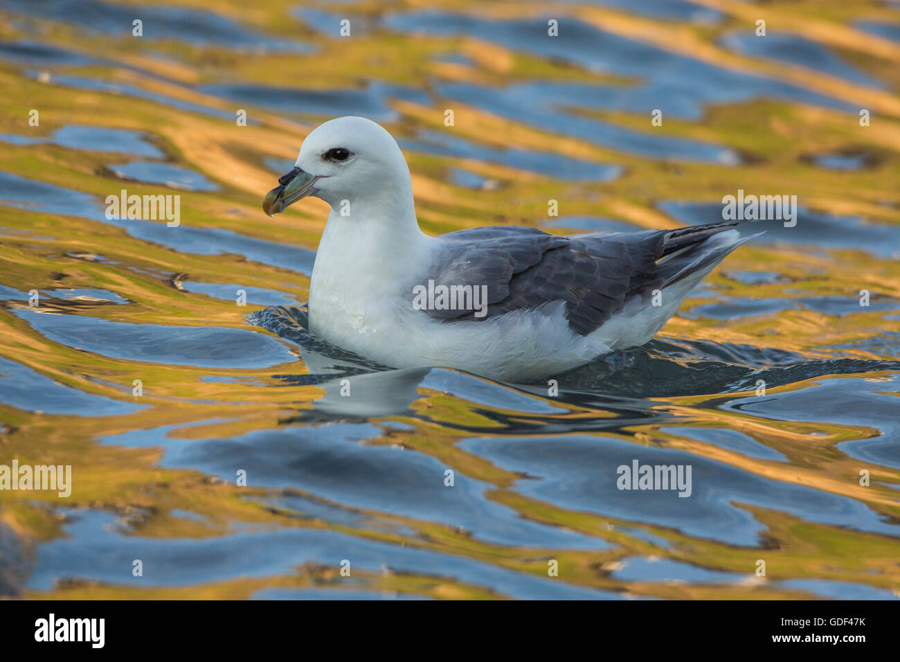 Fulmar, Iceland / (Fulmarus glacialis Stock Photo - Alamy