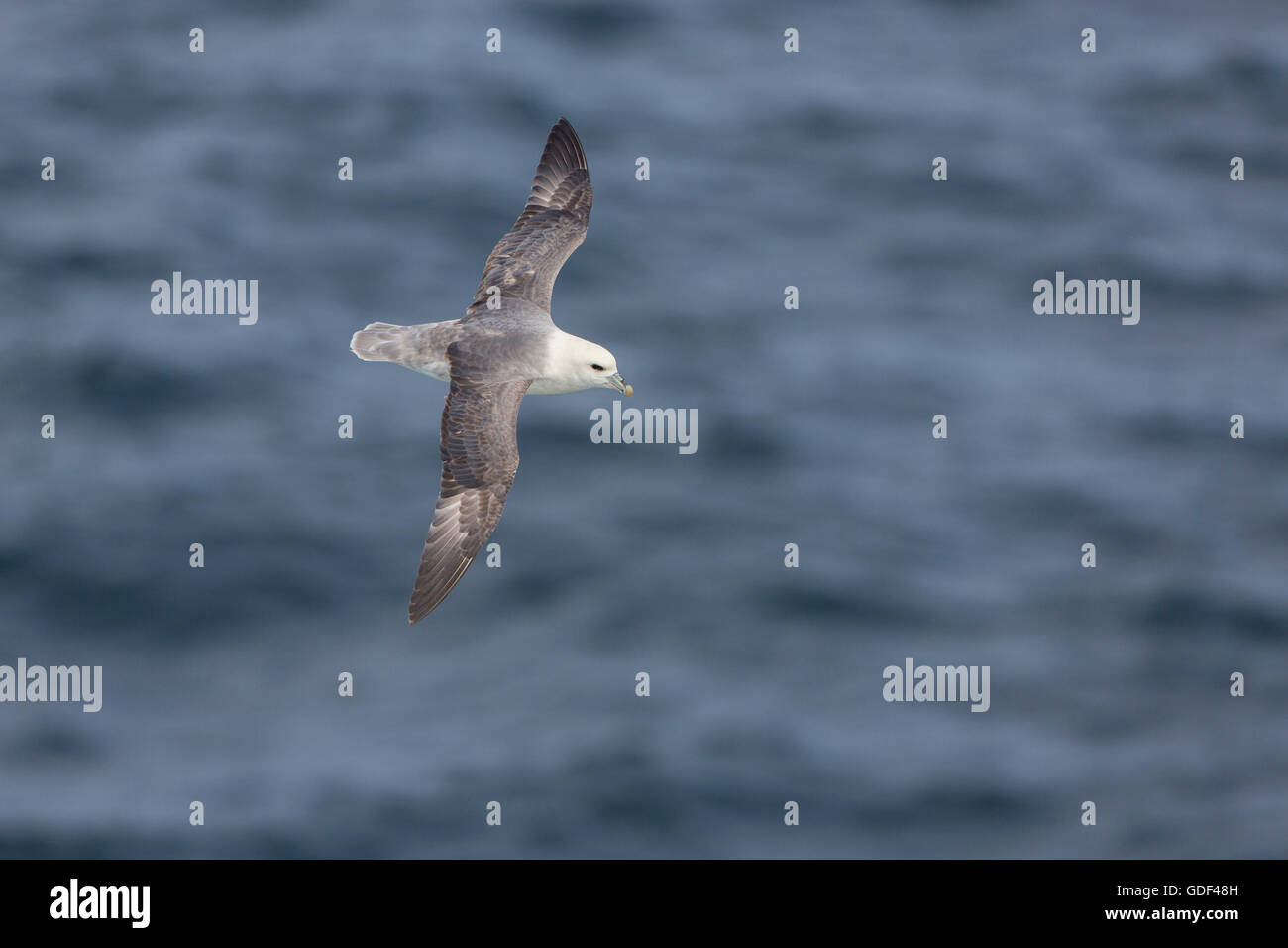 Fulmar, Iceland / (Fulmarus glacialis Stock Photo - Alamy