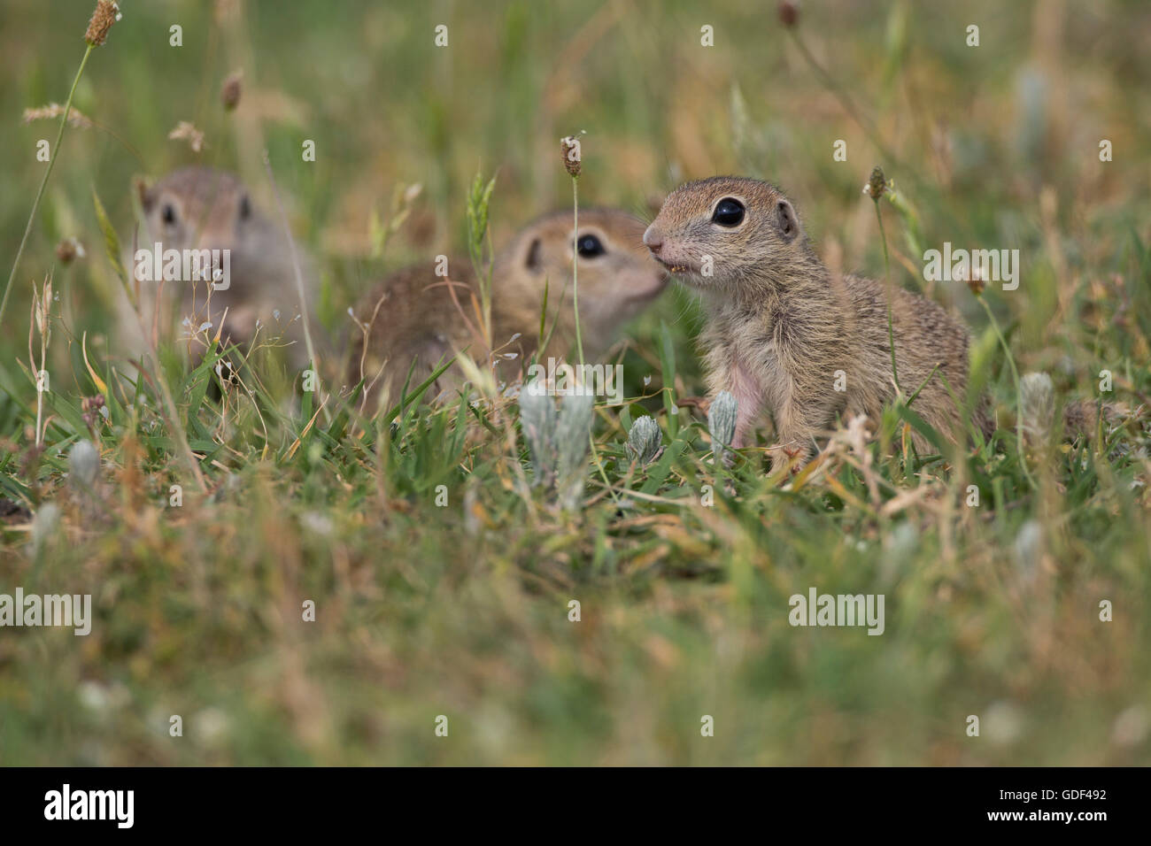 European souslik, Bulgary/ (Spermophilus citellus Stock Photo - Alamy