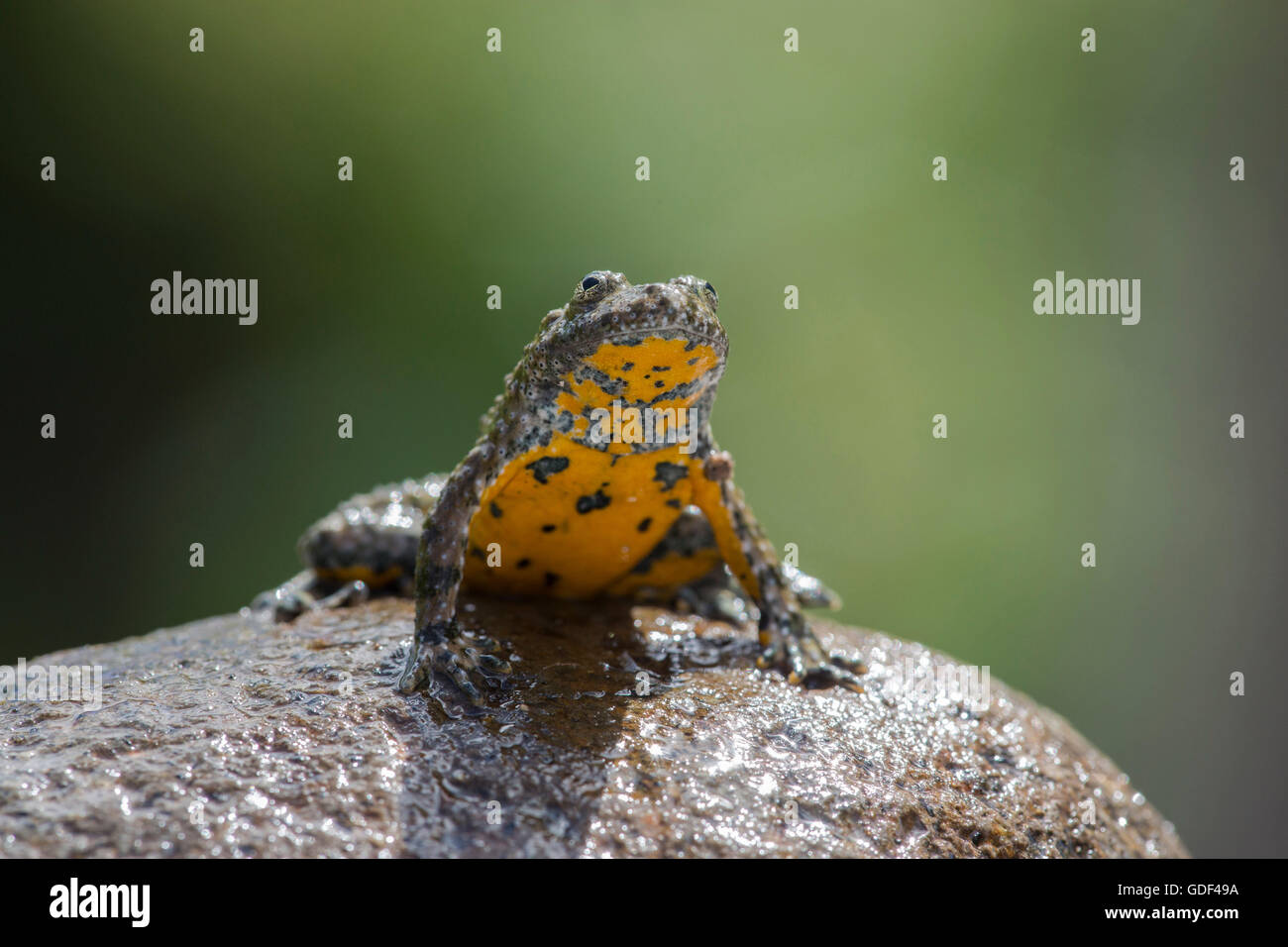 yellow-bellied toad, Bulgary / (Bombina variegata Stock Photo - Alamy