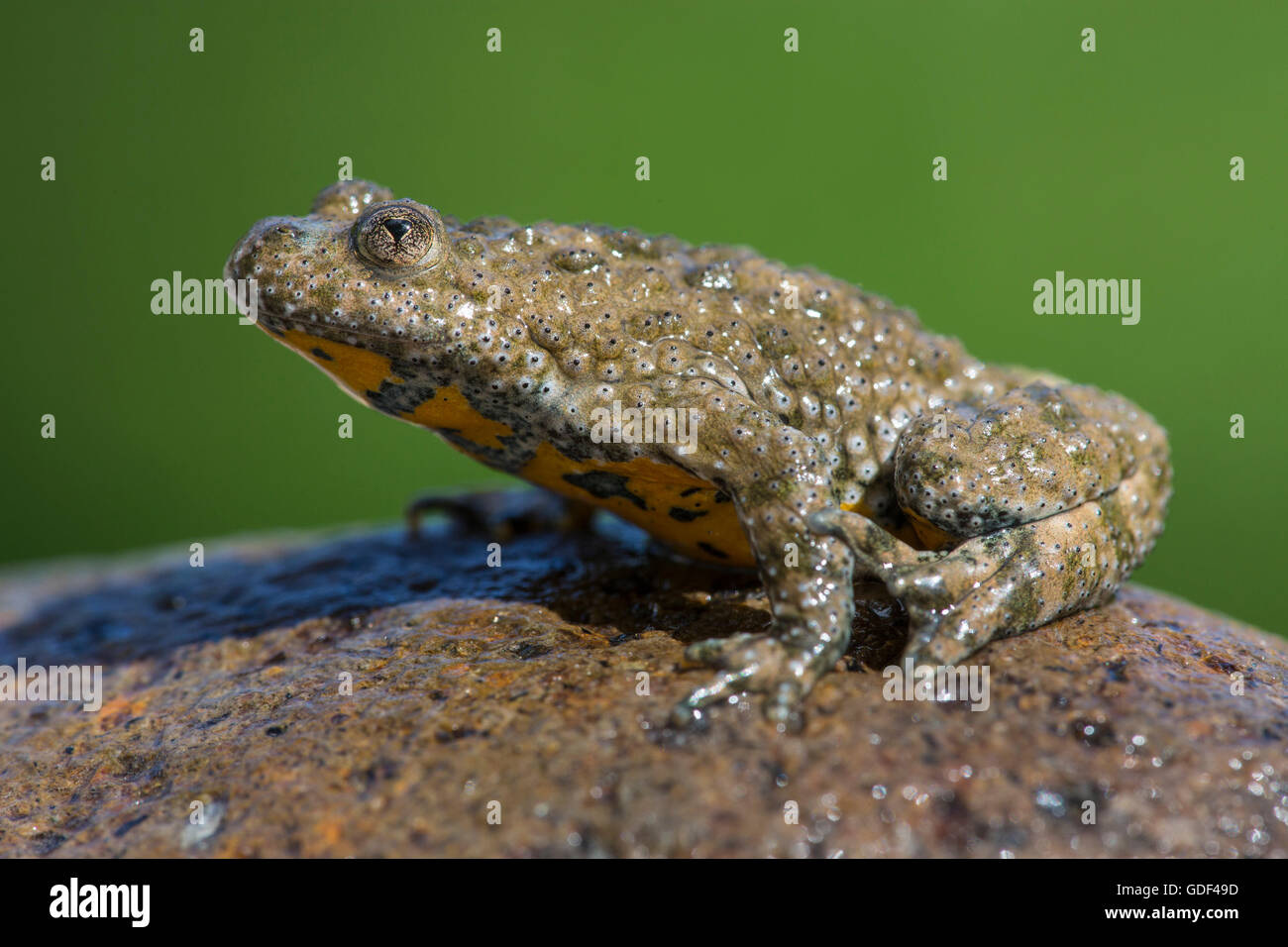 yellow-bellied toad, Bulgary / (Bombina variegata Stock Photo - Alamy