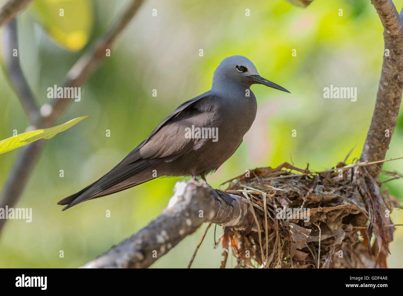 Lesser Noddy, (Anous tenuirostris), Bird island, Seychelles Stock Photo ...