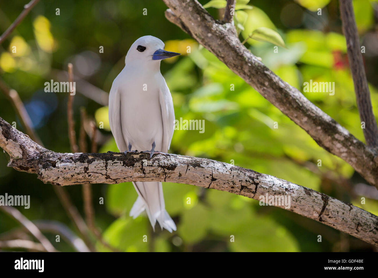 White tern or Fairy tern, (Gygis alba), Bird island, Seychelles Stock ...