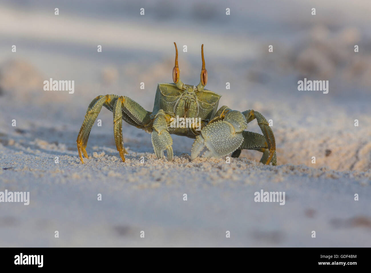 Ghost Crab, (Ocypode spec.), Bird Island, Seychelles Stock Photo - Alamy