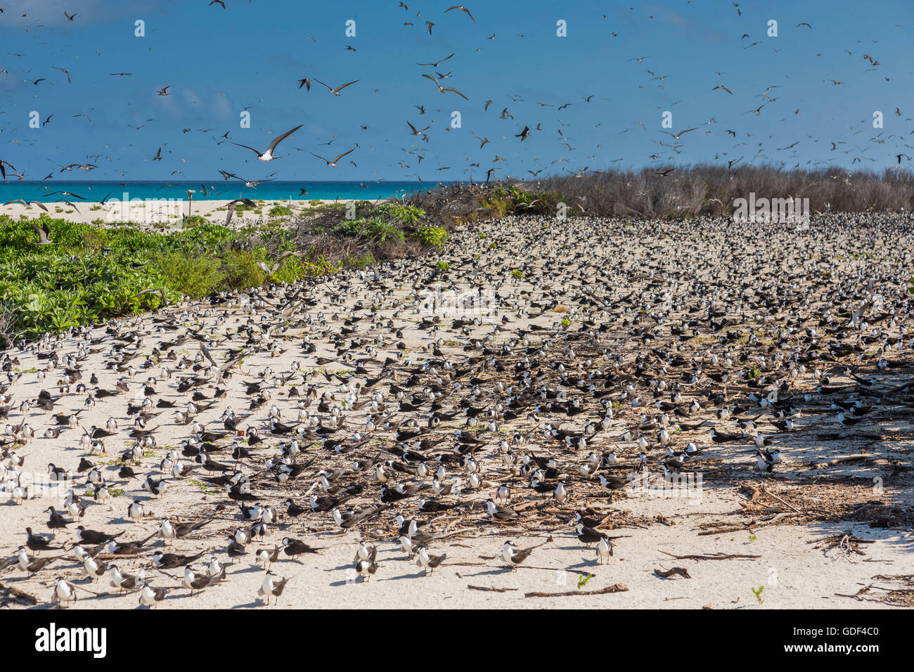 Sooty tern, (), Bird island, Seychelles Stock Photo - Alamy