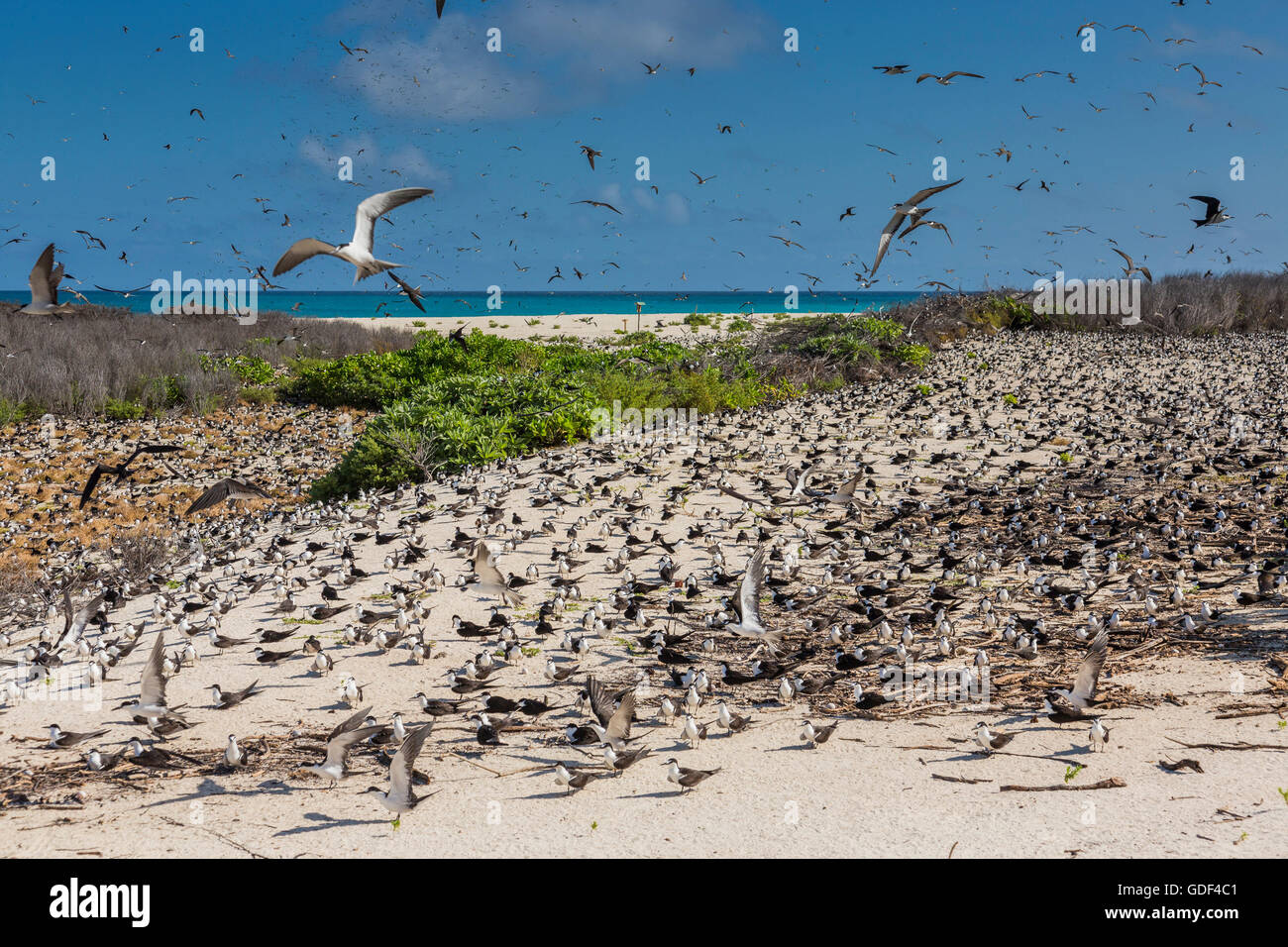Sooty tern, (), Bird island, Seychelles Stock Photo - Alamy
