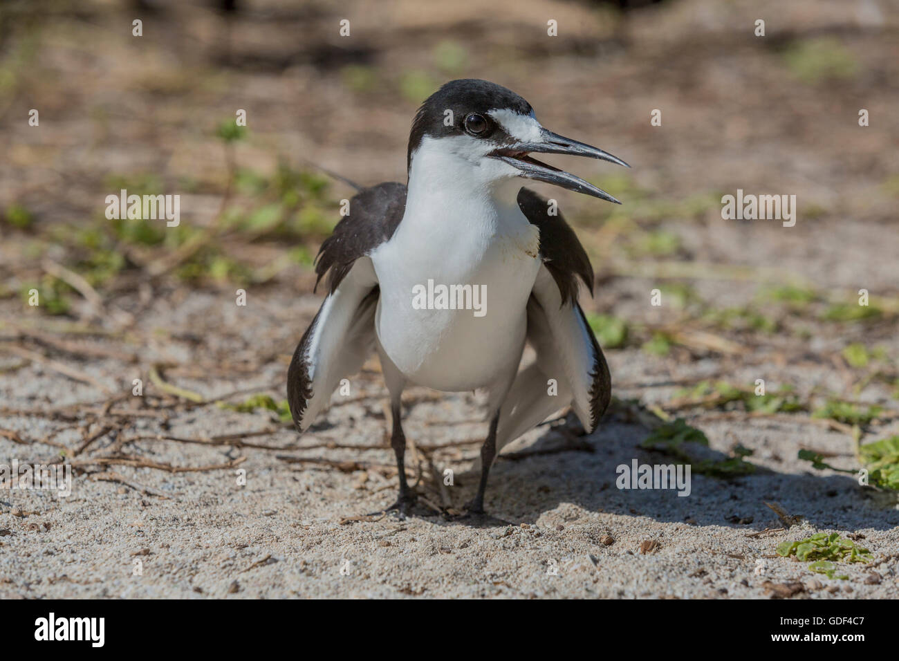 Sooty tern, (), Bird island, Seychelles Stock Photo - Alamy