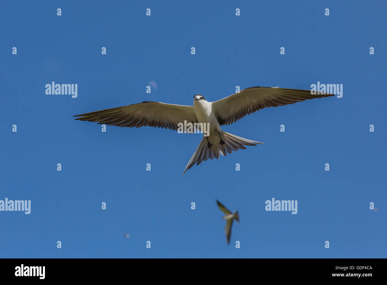 Sooty tern, (), Bird island, Seychelles Stock Photo - Alamy