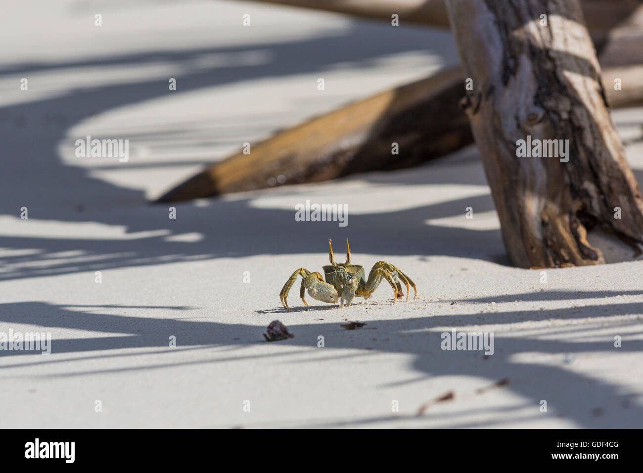 Ghost Crab, (Ocypode spec.), Bird Island, Seychelles Stock Photo - Alamy