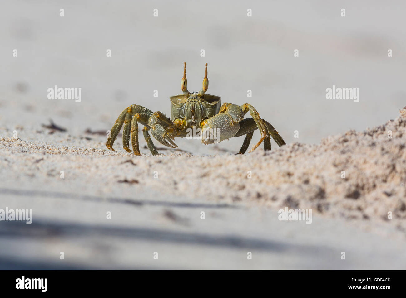 Ghost Crab, (Ocypode spec.), Bird Island, Seychelles Stock Photo - Alamy