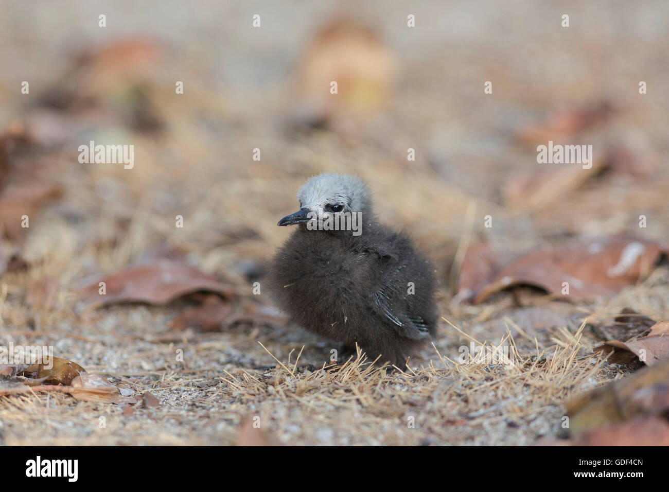 Lesser Noddy, (Anous tenuirostris), Bird island, Seychelles Stock Photo ...