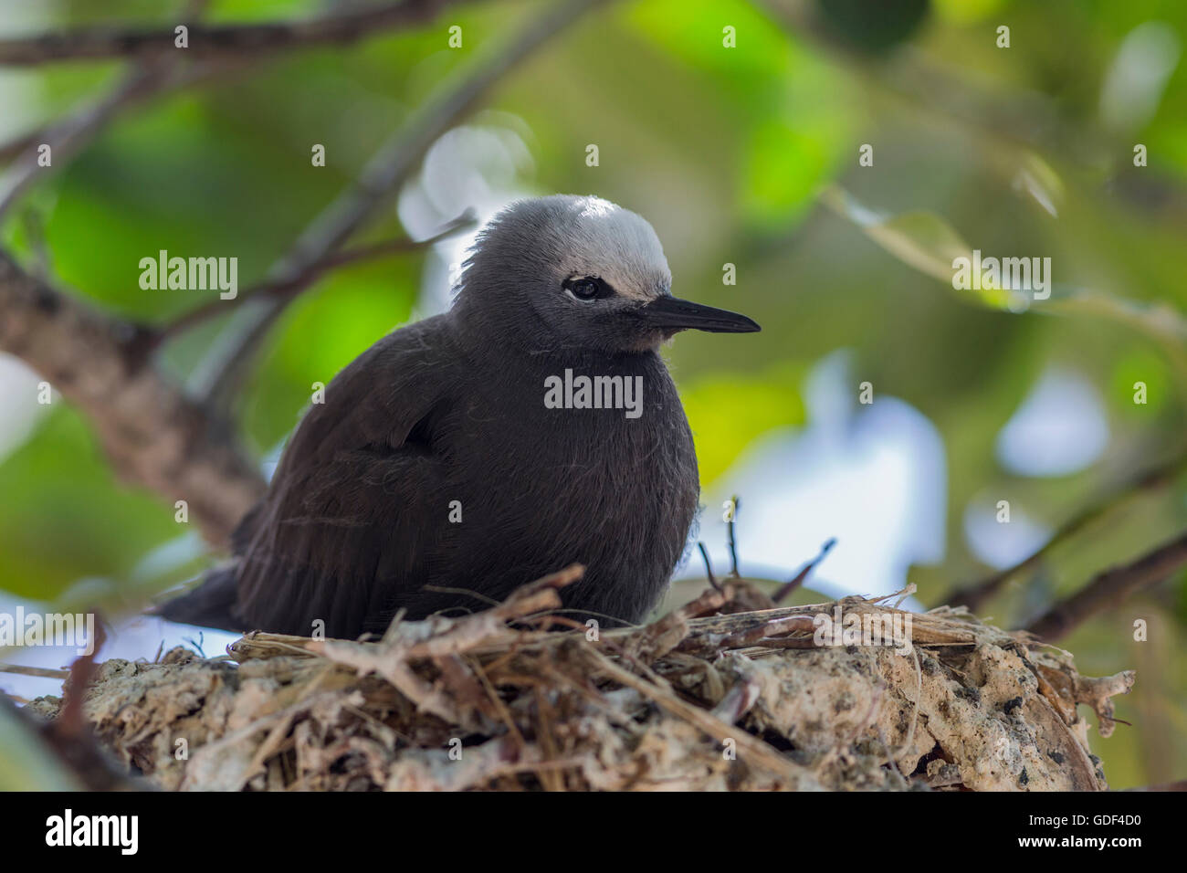 Lesser Noddy, (Anous tenuirostris), Bird island, Seychelles Stock Photo ...