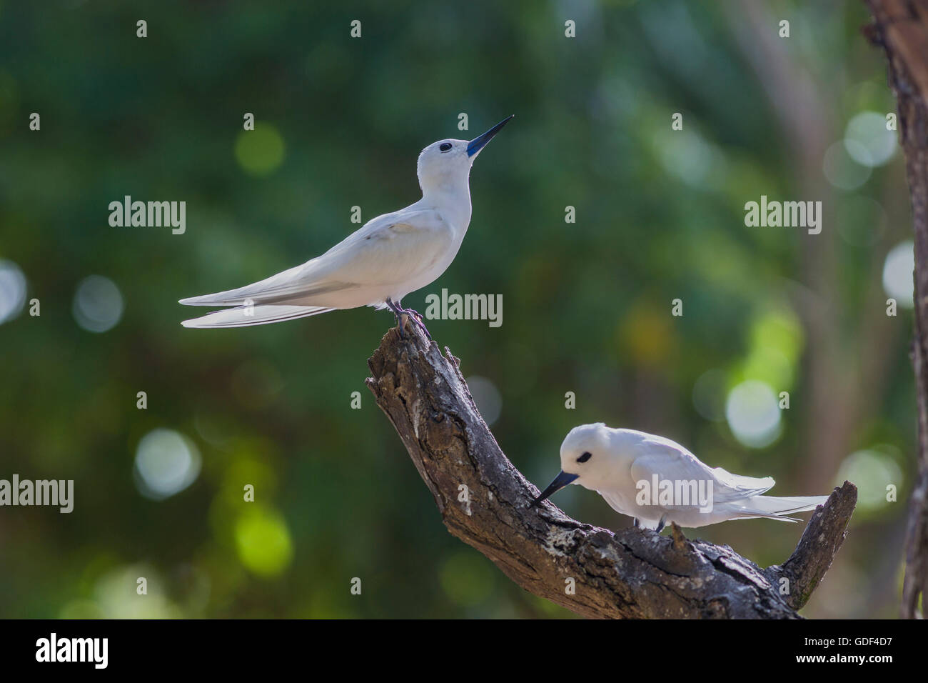 White tern or Fairy tern, (Gygis alba), Bird island, Seychelles Stock ...