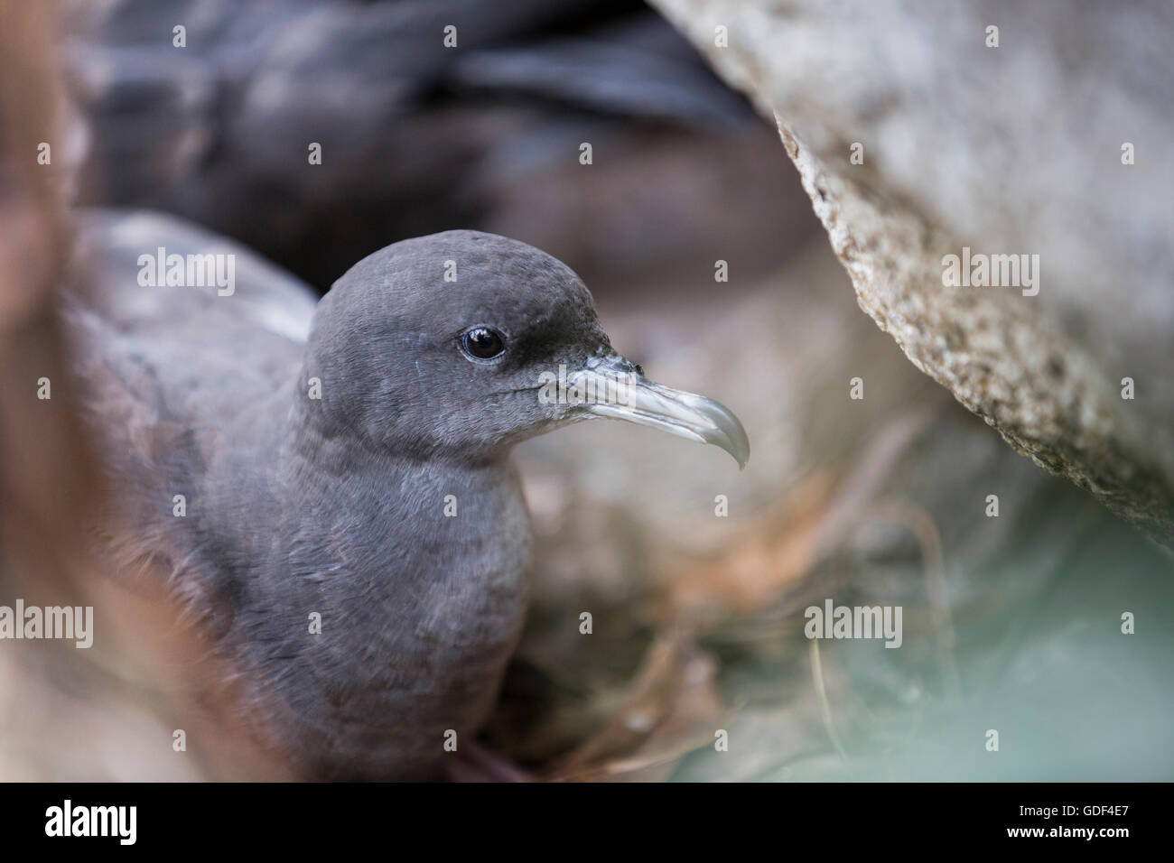 Wedge-tailed shearwater , (Puffinus pacificus), Cousin island ...