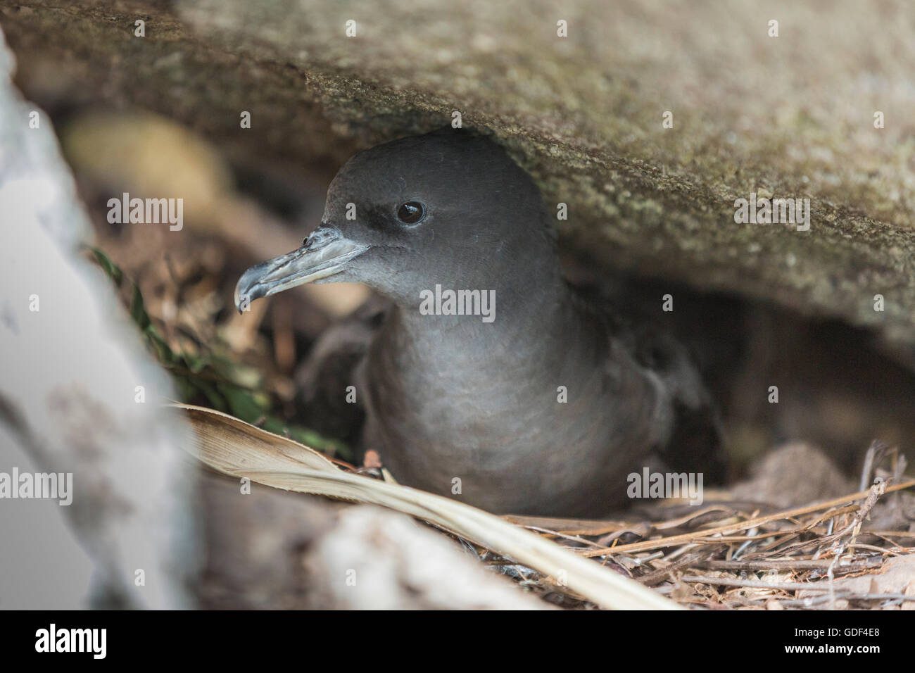 Cousin island one island in the seychelles hi-res stock photography and ...