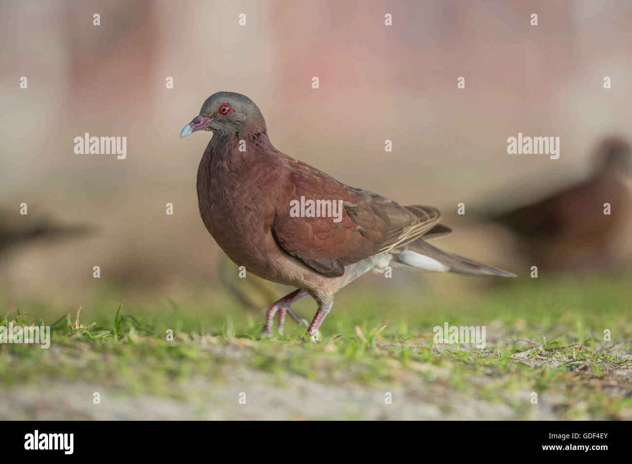 Streptopelia picturata hi-res stock photography and images - Alamy