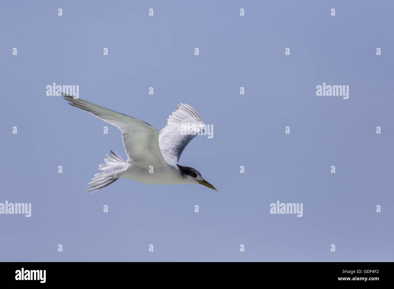 Great crested tern, (Thalasseus bergii), Praslin, Seychelles Stock ...