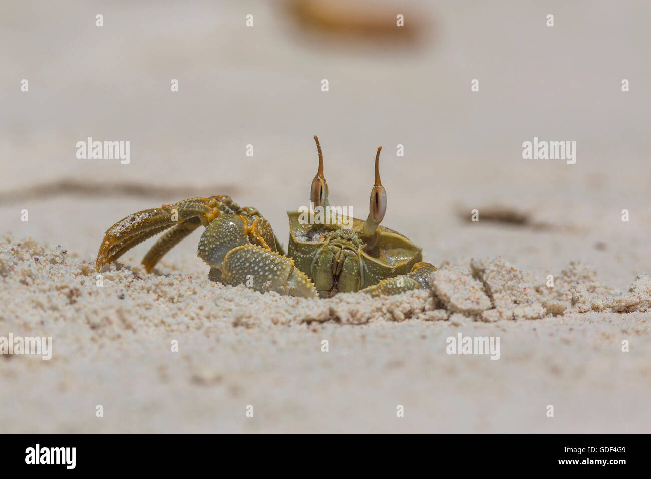 Ghost Crab, (Ocypode spec.), Bird Island, Seychelles Stock Photo - Alamy
