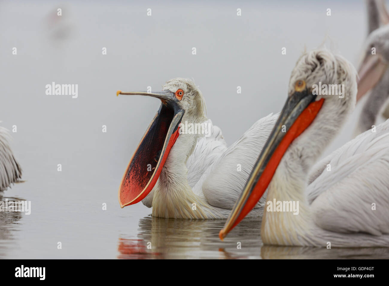 Pelican yawning hi-res stock photography and images - Alamy
