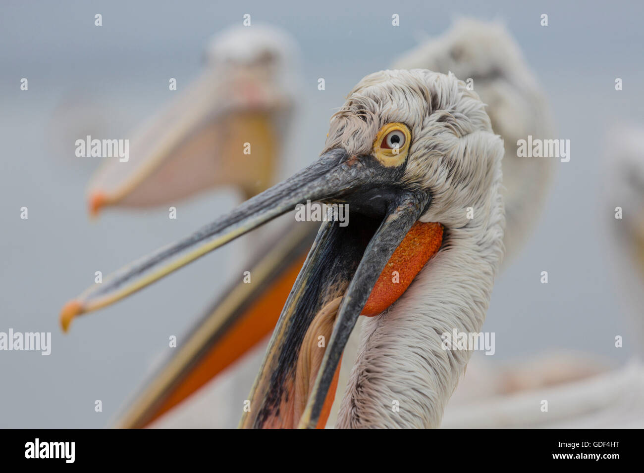 Pelican yawning hi-res stock photography and images - Alamy