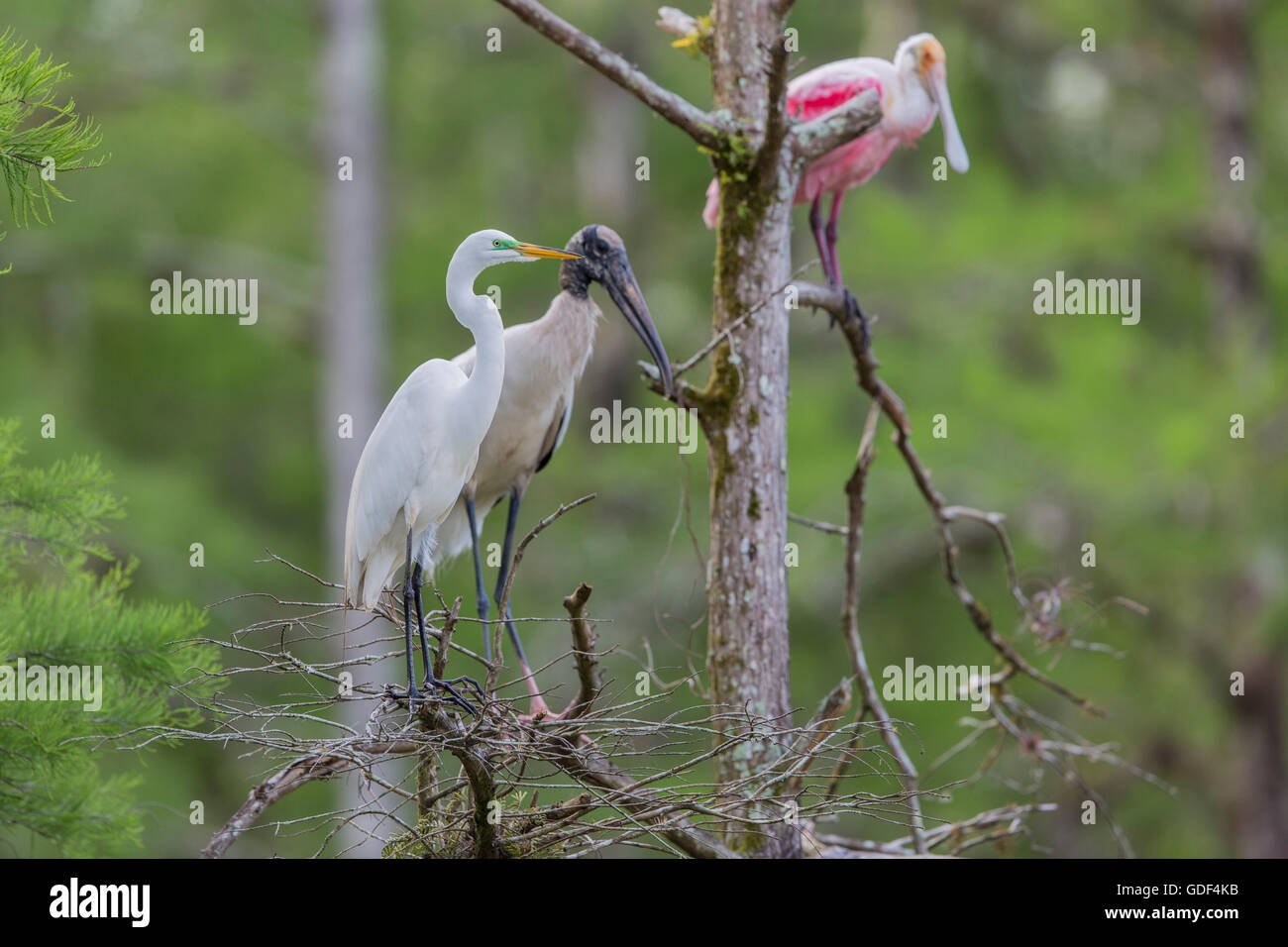 Woodstork and roseate spoonbill, Florida/ (Mycteria americana Stock ...