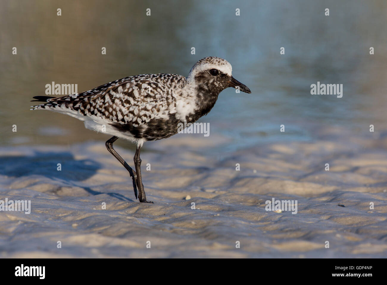 Black bellied plovers hi-res stock photography and images - Alamy