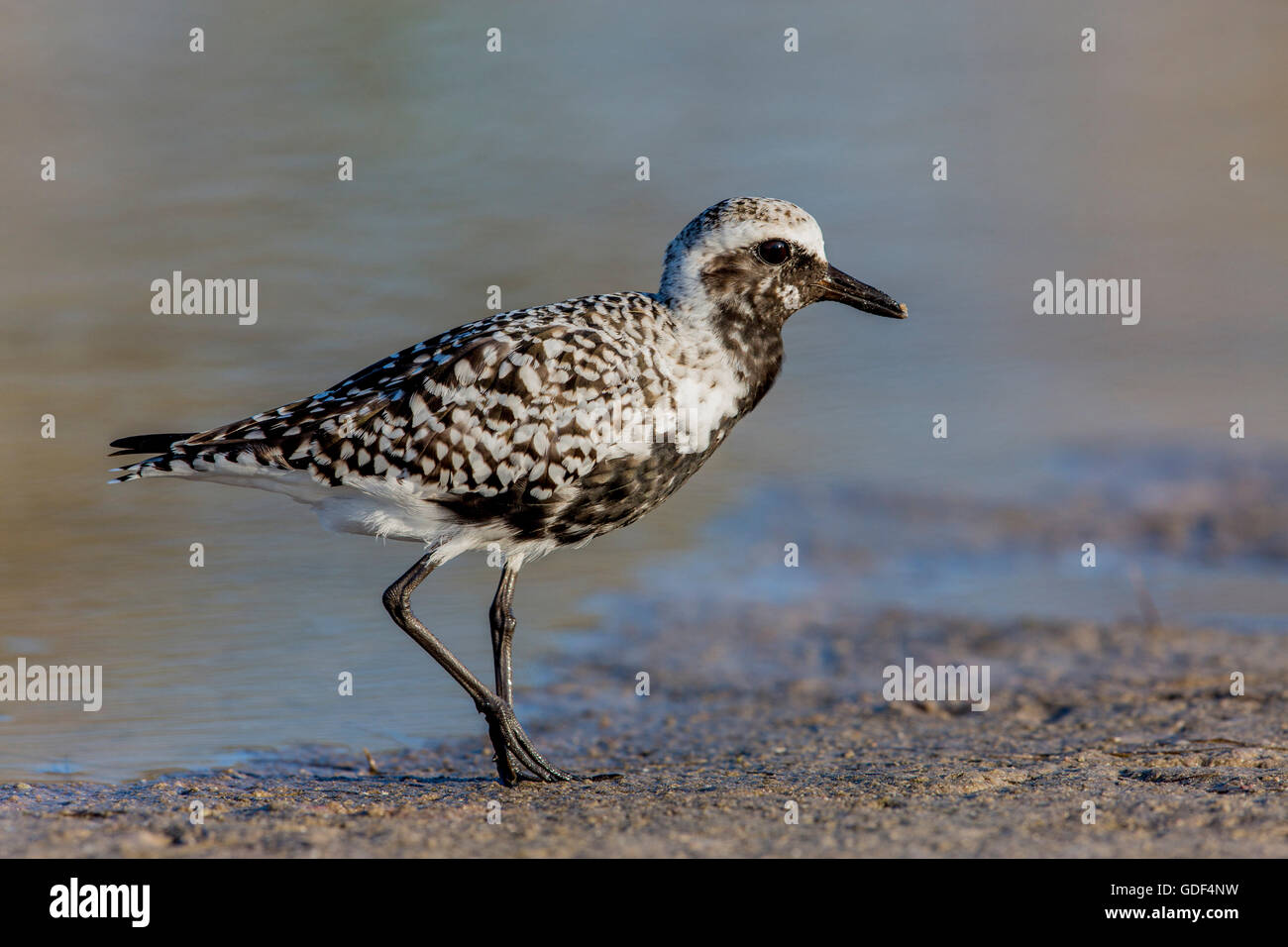 Gray plover or Black bellied plover, Florida/ (Pluvialis squatarola ...