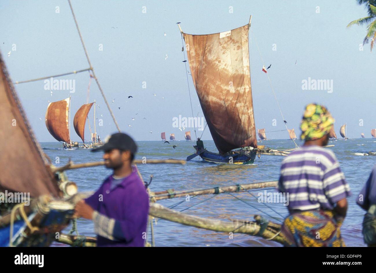 Dhoni Fishingboats at the coast of Nagombo at the westcoast of Sri ...